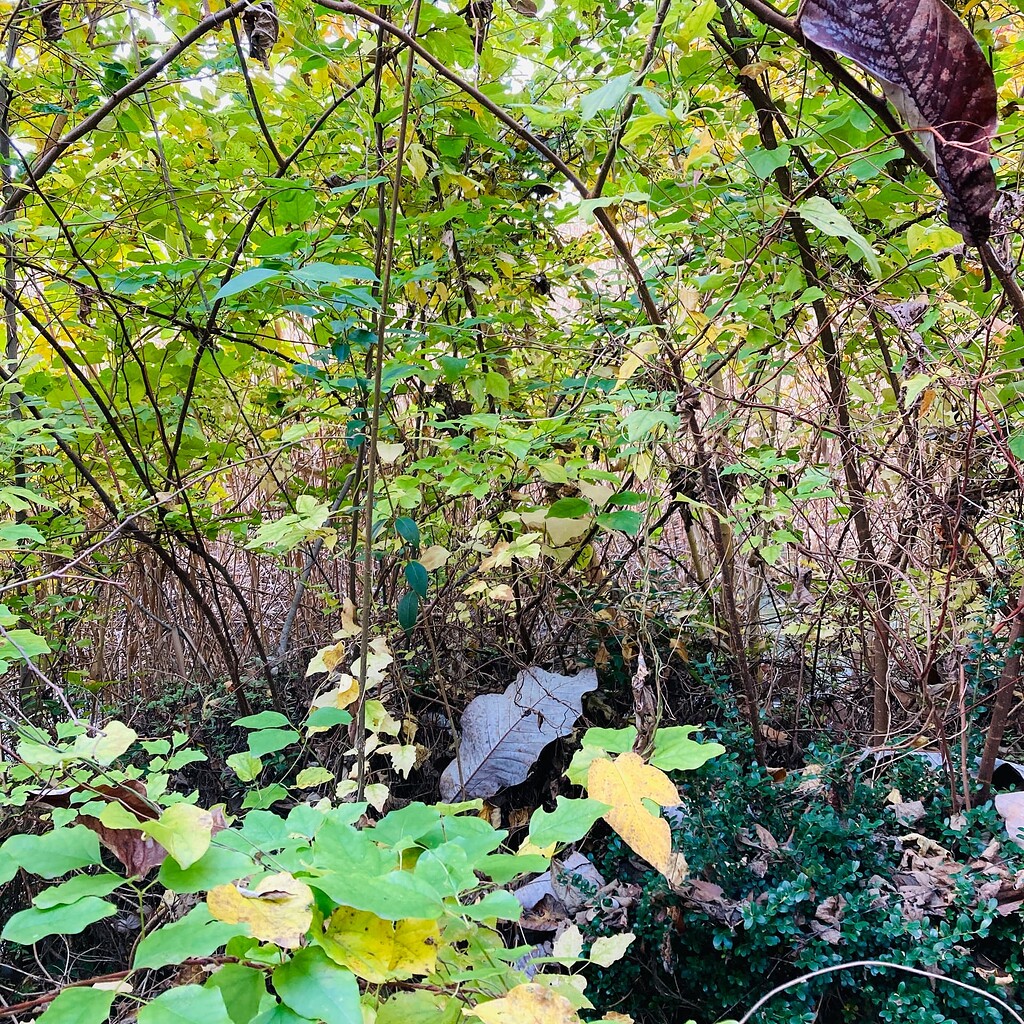 Doho Park, Tsukuba, Autumn 2025 - Blog - Timog BBS